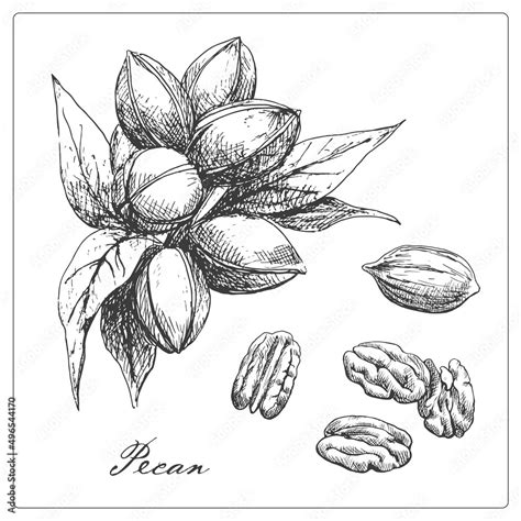 Set Pecan Nut Branch And Fruit Hand Drawn Sketchvector Graphic