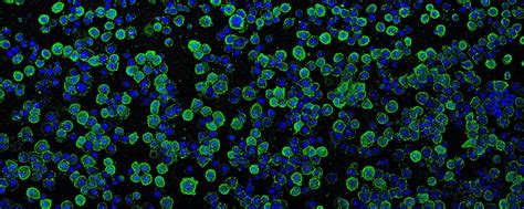 Engineered Bacterial Syringes” Can Deliver Drugs Into Human Cells 3 Quarks Daily