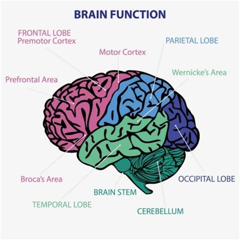 Anatomy Prefrontal Cortex Brain Over 41 Royalty Free Licensable Stock