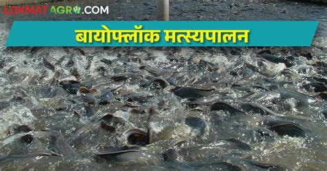 Biofloc Fish Farming मत्स्यपालनात आलं नवीन तंत्रज्ञान आता कमी जागेत