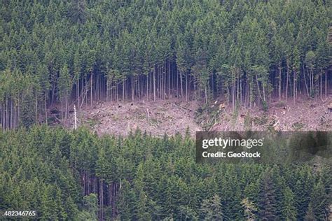 Selective Logging Photos And Premium High Res Pictures Getty Images
