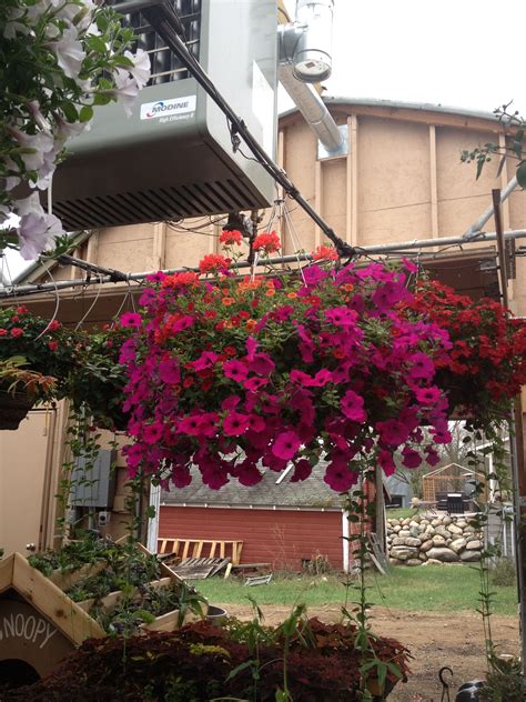 Petunias Trailing Waves Start Them Early March