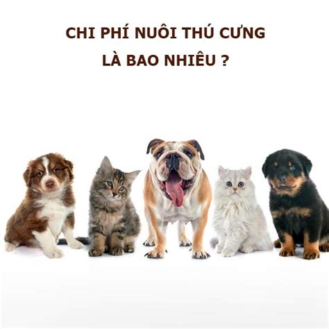 Chi Ph Nu I Th C Ng L Bao Nhi U
