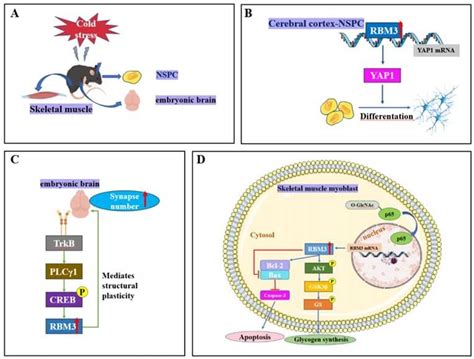 Physiological Functions Of Rna Binding Motif Protein 3 International Journal Of Surgery