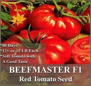 Biosnyg Beefmaster Hybrid Tomato Seed Price In India Buy Biosnyg Beefmaster Hybrid Tomato Seed