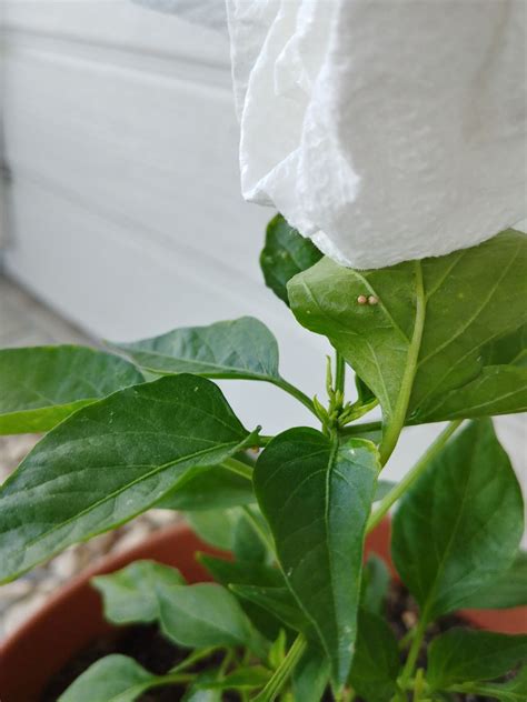 Identification What Kind Of Insect Is This On My Green Chilli Gardening And Landscaping Stack