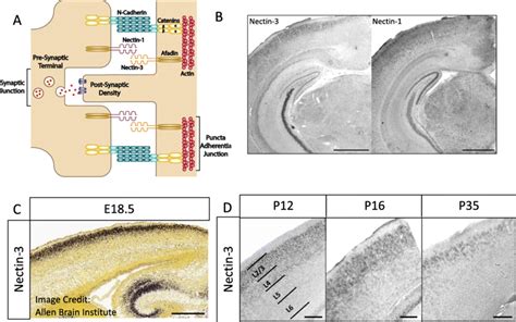 Model Of Synaptic Nectin 3 And Nectin 1 Interactions And Their Download Scientific Diagram