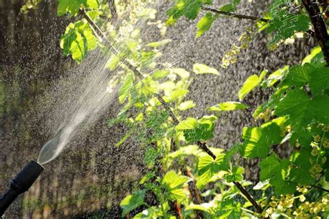Orange Tree Growing Care And Harvest
