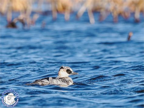 ミコアイサ 今日の野鳥プラス Blog