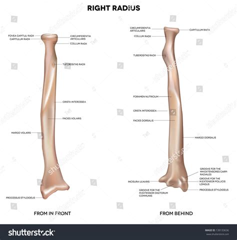 Stock Vector Radius Human Right Radius Bone Detailed Medical