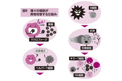 老化によって免疫機能が衰えるとどうなるの？自然免疫と獲得免疫の違いとは【図解 老化の話】 ラブすぽ