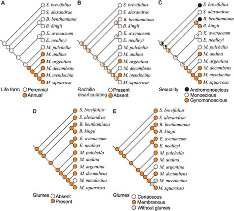 Maximum Likelihood Ancestral Character State Reconstructions Of