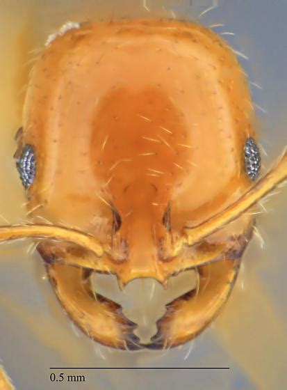 Formicidae BugGuide Net