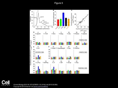 robust selectivity to two object images in human visual cortex ppt