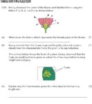 Adaptations How Is A Flower Adapted For Reproduction Primary Babe Science Tuition The
