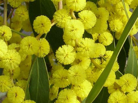 Acacia Pycnantha Golden Wattle World Of Flowering Plants