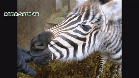 シマウマの しま模様”は「カモフラージュじゃない」説【地球派宣言】
