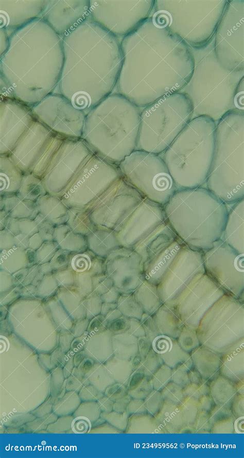 Tissues Of Iris Root Microscopical Structure Royalty Free Stock Image