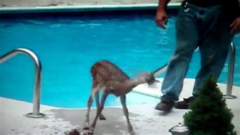 Deer In Swimming Pool Youtube