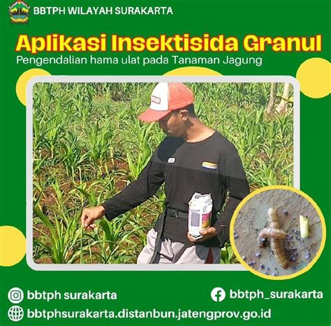 Aplikasi Insektisida Granul Pada Tanaman Jagung Tanilink