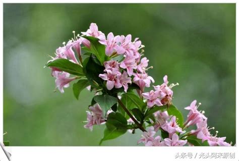 七絕 錦帶花 每日頭條