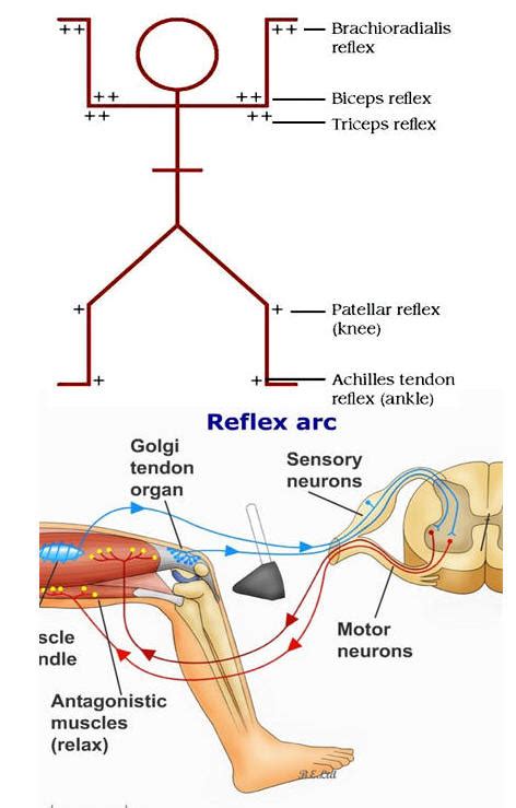 Triceps Tendon Reflex Examination Of The Muscle Stretch Reflexes Neupsy Key
