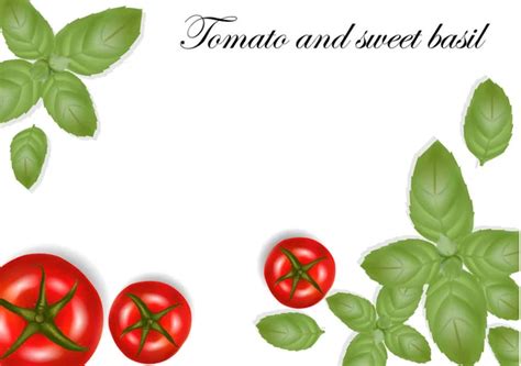 100000 Tomato With Basil Vector Images Depositphotos
