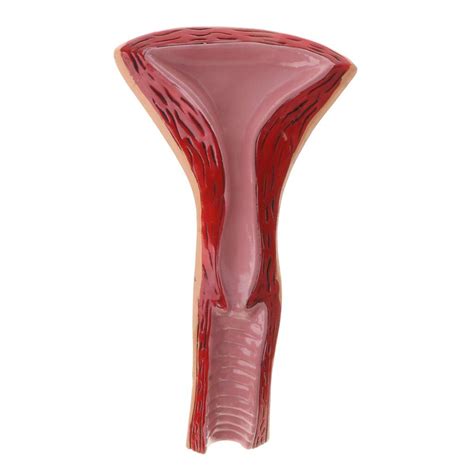 1 1 Female Uterus Model 2 Removable Parts Human A Grandado