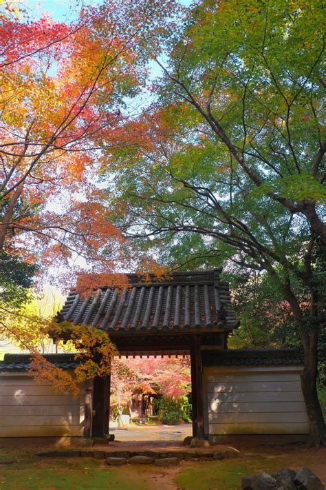 晩秋の古刹三重円光寺 GANREF