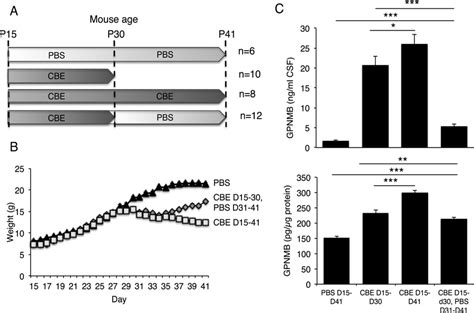 GPNMB Levels In CSF And Brain Of CBE Treated Mice A CBE 100 Mg Kg