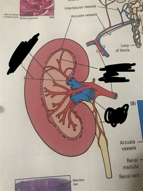P14 Diagram Quizlet