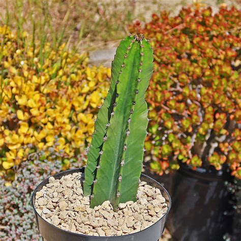 Buy ‘candelabra Tree Euphorbia Ingens Care And Growing Guide
