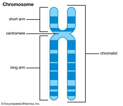 Sex Chromosomes Biology Simple