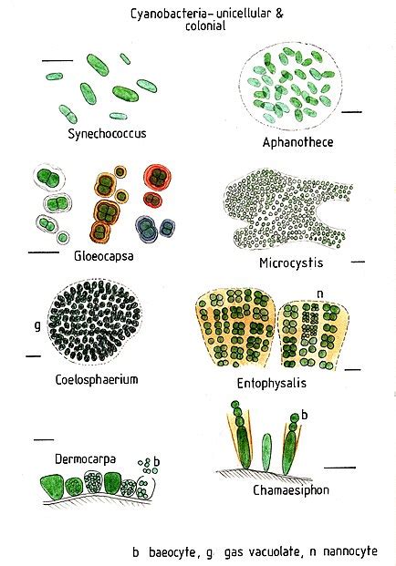 Cyanobacteria Detailed Pedia