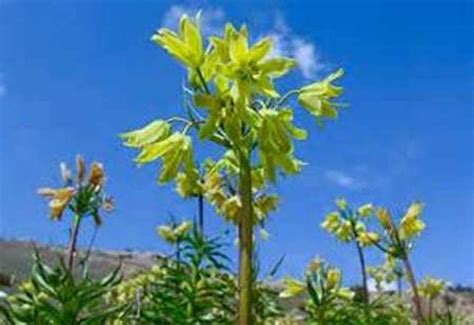 رخ نمایی كمیاب ترین گل های جهان در ارتفاعات خراسان شمالی ایرنا