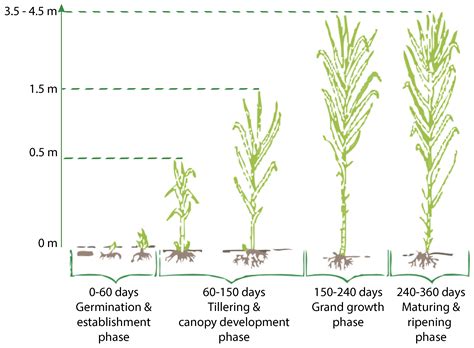 Sugarcane Productivity Mapping Through C Band And L Band Sar And Optical Satellite Imagery