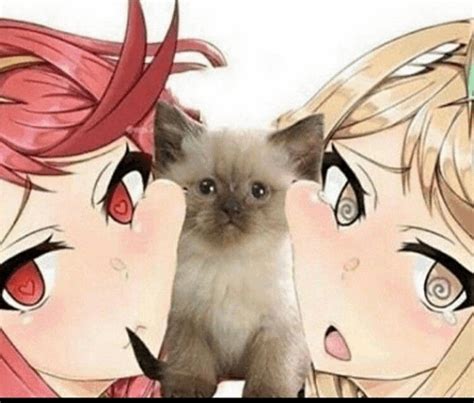 Anime Cat Meme Anime Cat Cute Discover Share Gifs