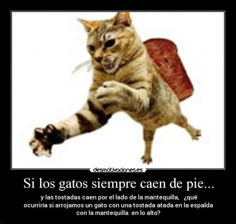 Si Los Gatos Siempre Caen De Pie Desmotivaciones