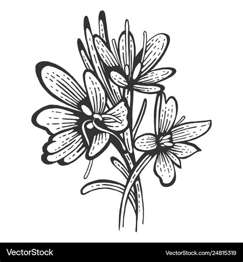 Saffron Flower Spice Sketch Engraving Royalty Free Vector