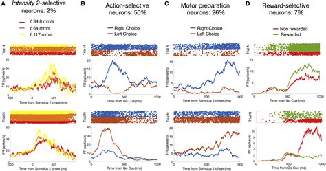 Time Coding In Rat Dorsolateral Striatum Neuron