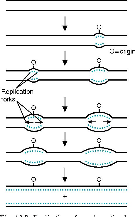 Replication Fork Diagram