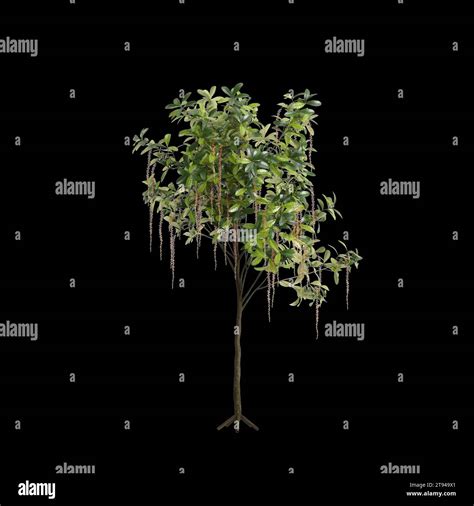 3d Illustration Of Barringtonia Acutangula Tree Isolated On Black