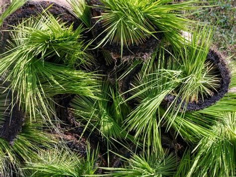 Premium Photo A Pile Of Rice Seedlings Ready To Be Planted In The Fields