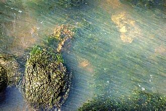 Silt Wikipedia