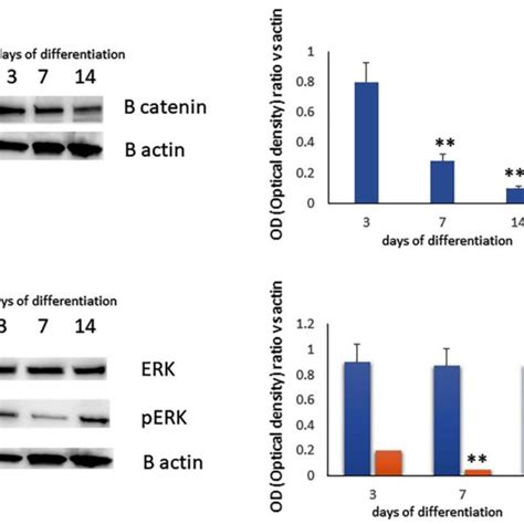 MiR 204 5p And Osteogenic RUNX2 COL1A1 IBSP BGLAP SPP1 MRNA