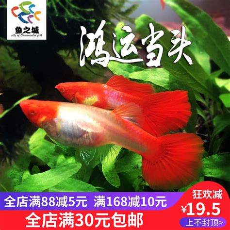 鱼之城鸿运当头孔雀鱼活体丁红大肚鱼卵胎生鱼群游金丝热带观赏鱼虎窝淘