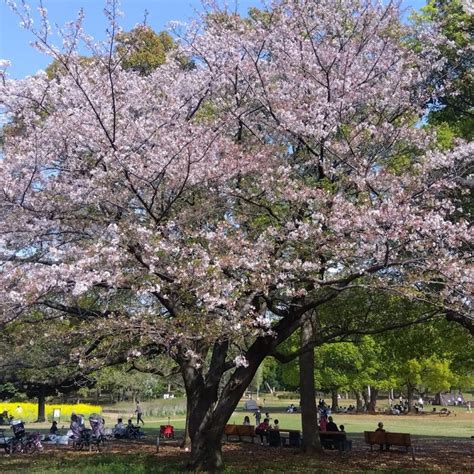 ギャラリー 【桜】千葉県立行田公園の桜 目黒会 同窓会ラウンジ