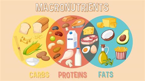 Role Of Macronutrients And How To Add Them To Your Diet Onlymyhealth