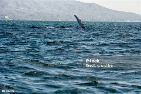 반 데 라스만에서 남성 혹등고래는 물의 표면을 그의 가슴 지 느 러 미가 0명에 대한 스톡 사진 및 기타 이미지 0명 가슴지느러미 고래 Istock