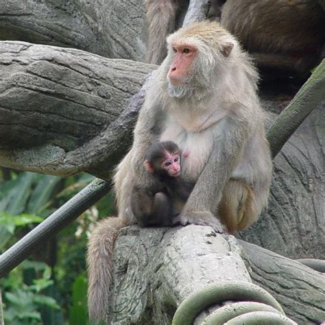 臺北市立動物園 動物園報 生手媽媽「波沙達」 靠管理員要回小寶寶